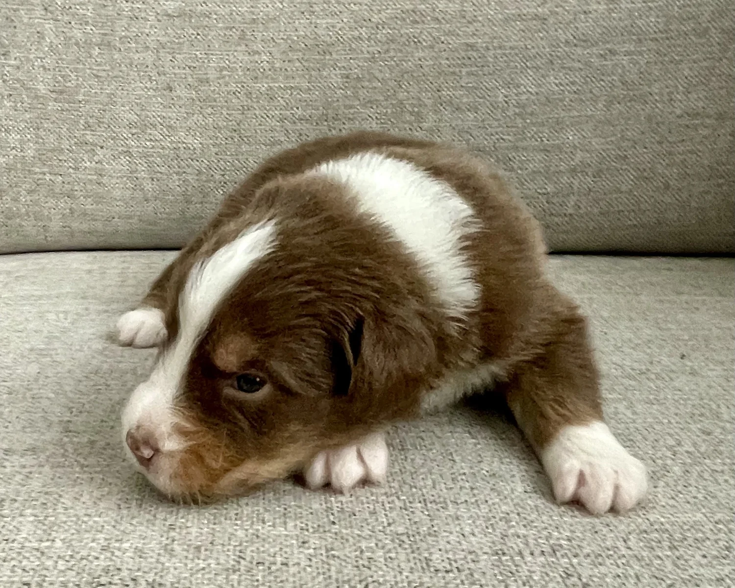 Blue Merle Black Tri Red Tri Red Merle Puppies AKC — Canyon Ridge ...