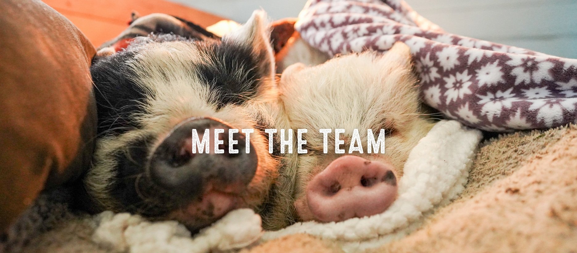Meet the Team — Rewild Refuge Farm Sanctuary