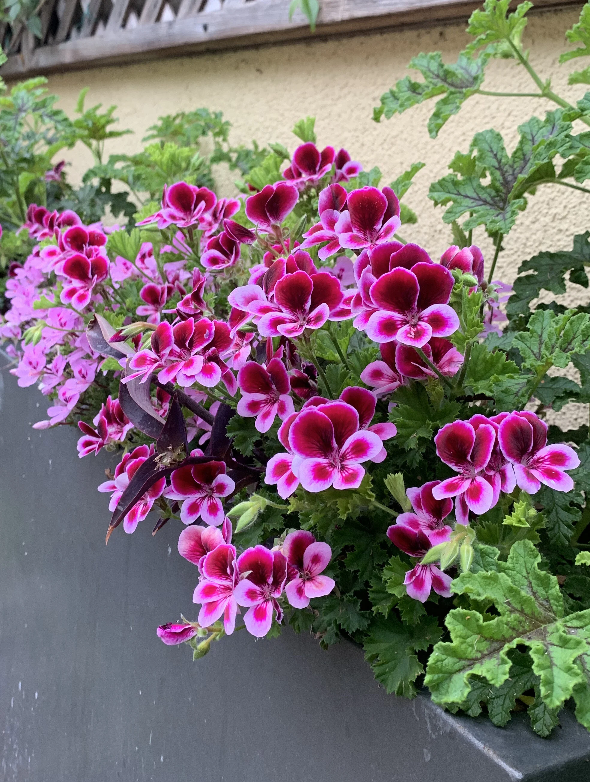 Plant palettes — Table 2 Garden