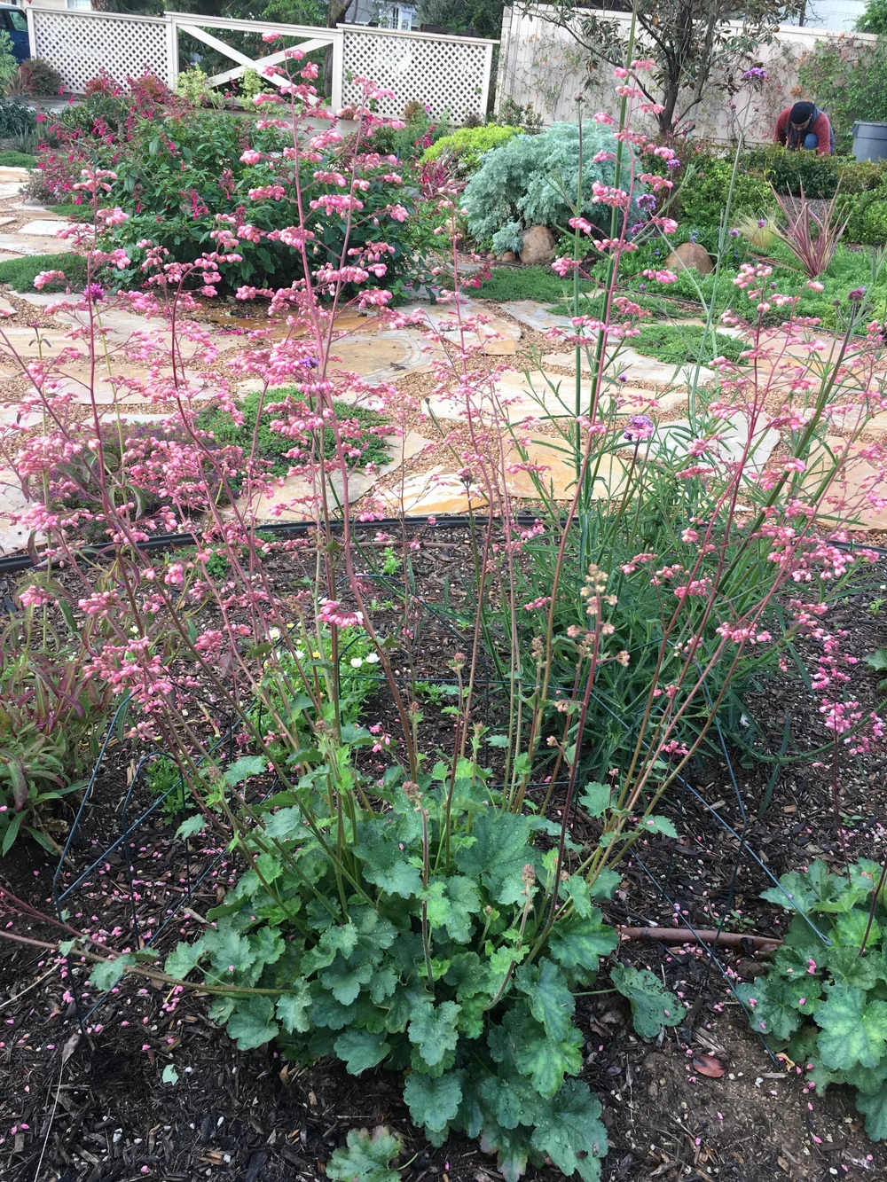 Plant palettes — Table 2 Garden