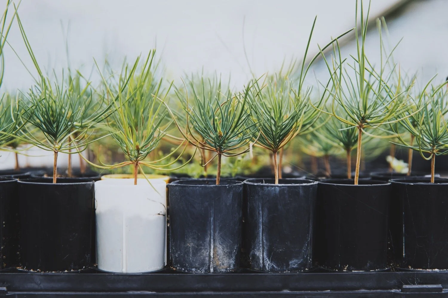 Seed to Seedling: What it Takes to Grow Conifers for Reforestation ...