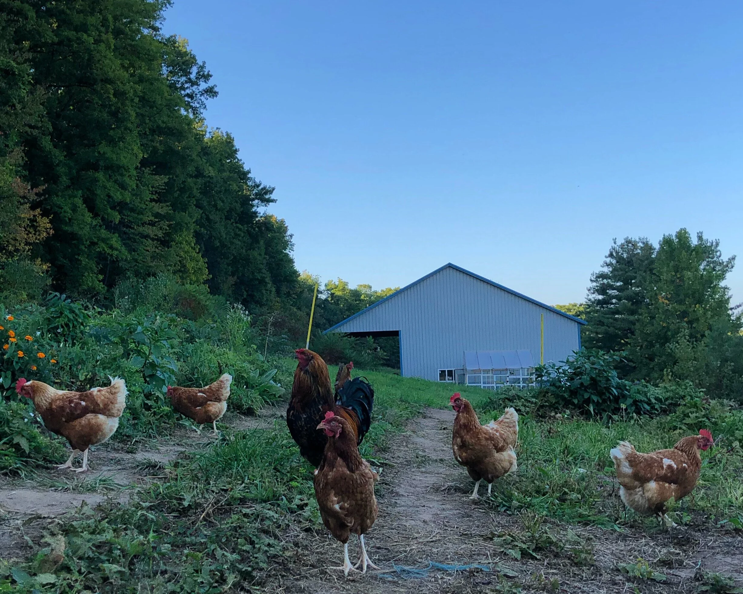 Forest Ridge Farmstead