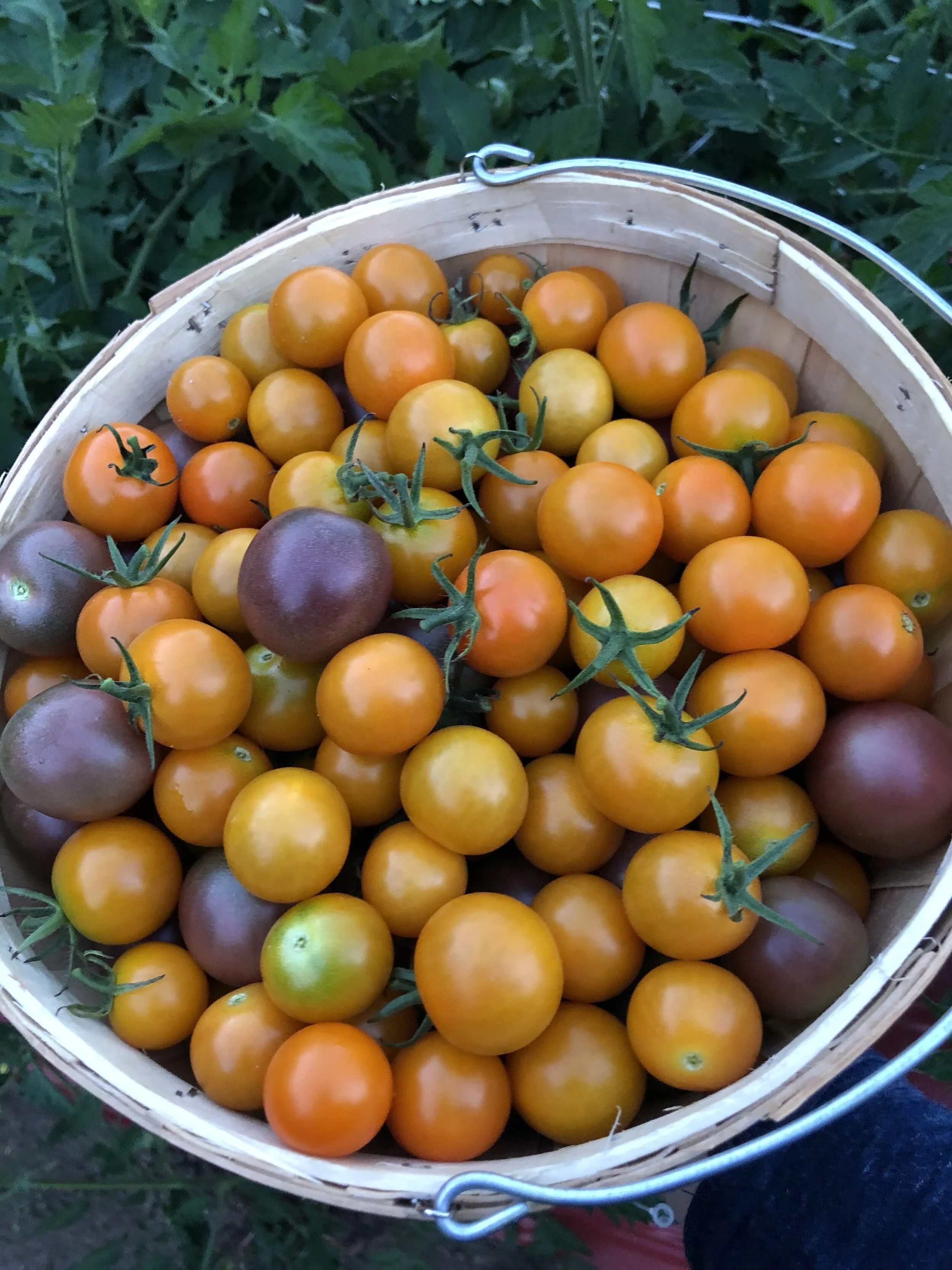 The Bounty — Forest Ridge Farmstead