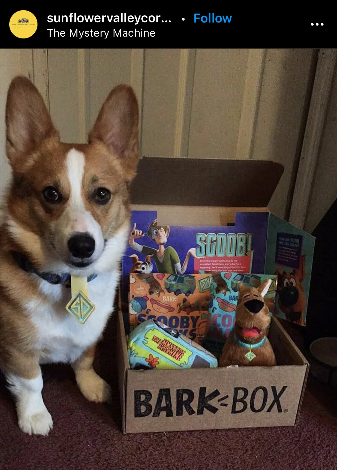 Bark Box — Doan Buu