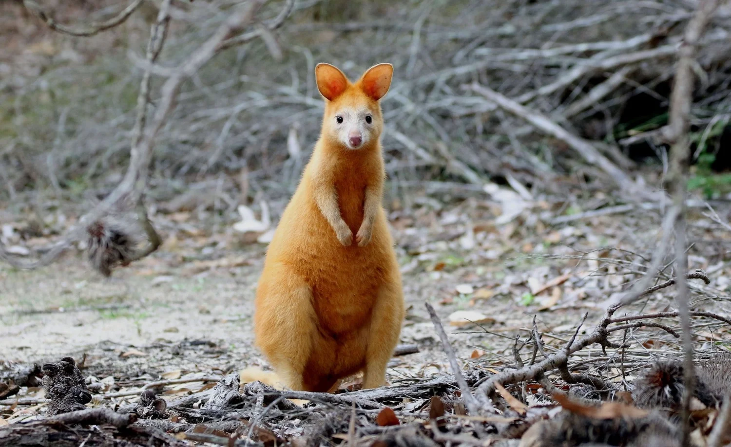Wildlife spotlight: Golden Swamp Wallaby — Wallaby | Aussie canned water