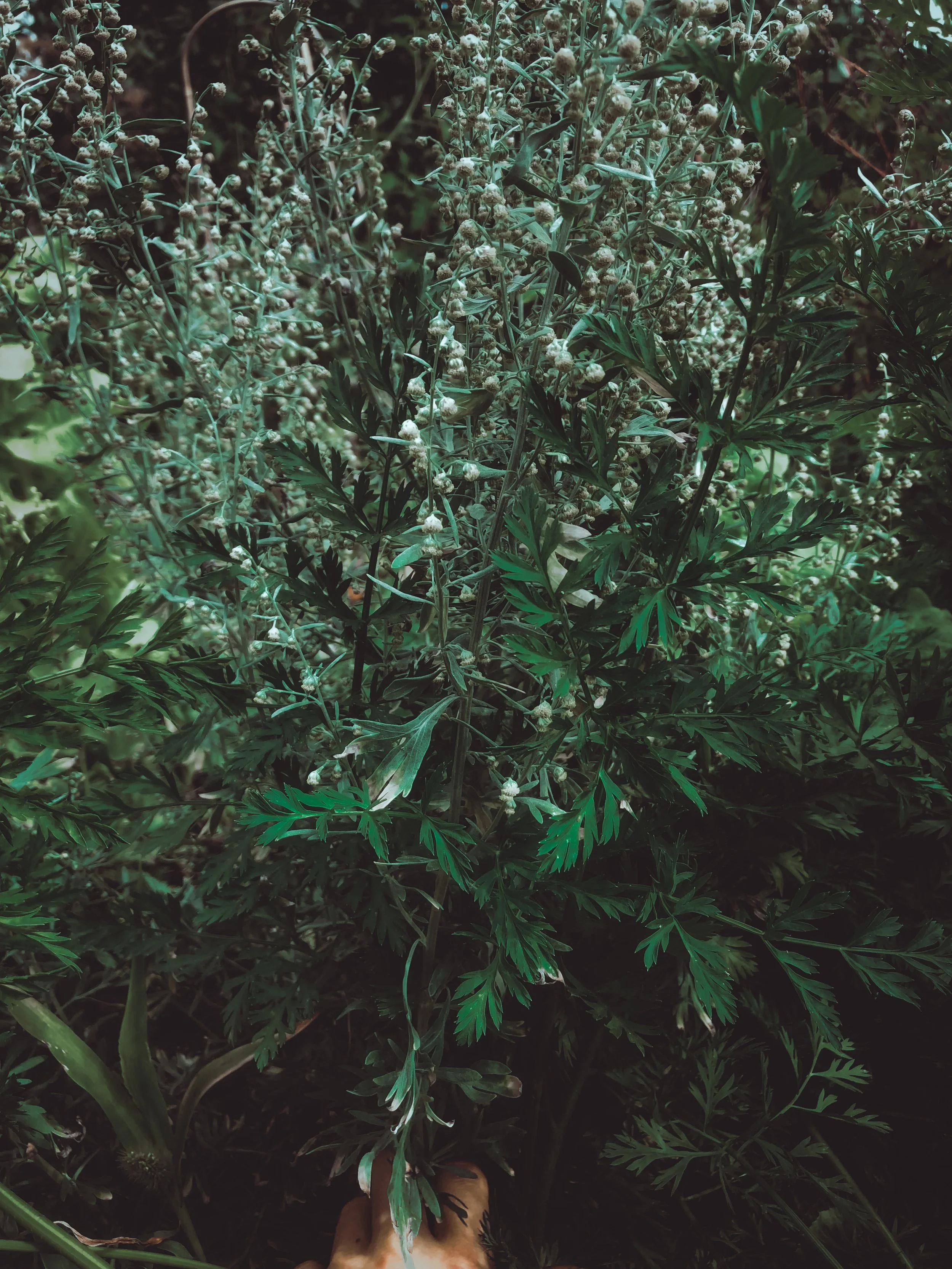 Parasite Detox Tincture - Digestive Bitter — Restless Ravens Homestead