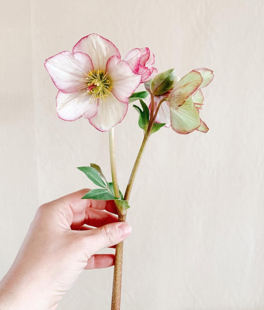How To Style Fresh Flowers Like A Pro (Plus My Free Ultimate Floral ...