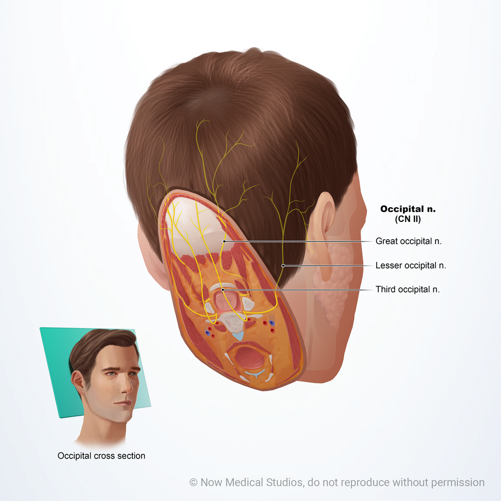 UZ Leuven Cranial Nerves | Medical Illustrations — Now Medical Studios