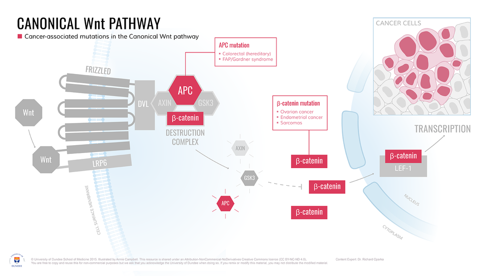 Cellular Pathways in Cancer | Medical Illustrations — Now Medical Studios
