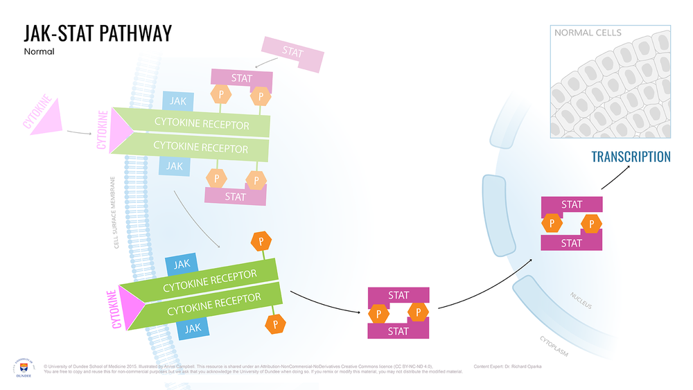 Cellular Pathways in Cancer | Medical Illustrations — Now Medical Studios