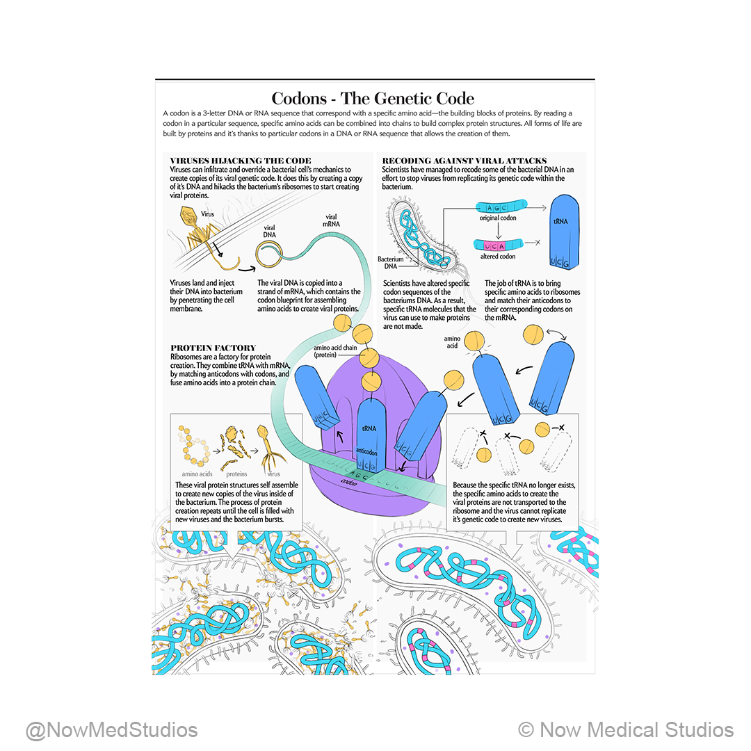 Scientific American medical illustration of Virus vs Cell — Now Medical ...
