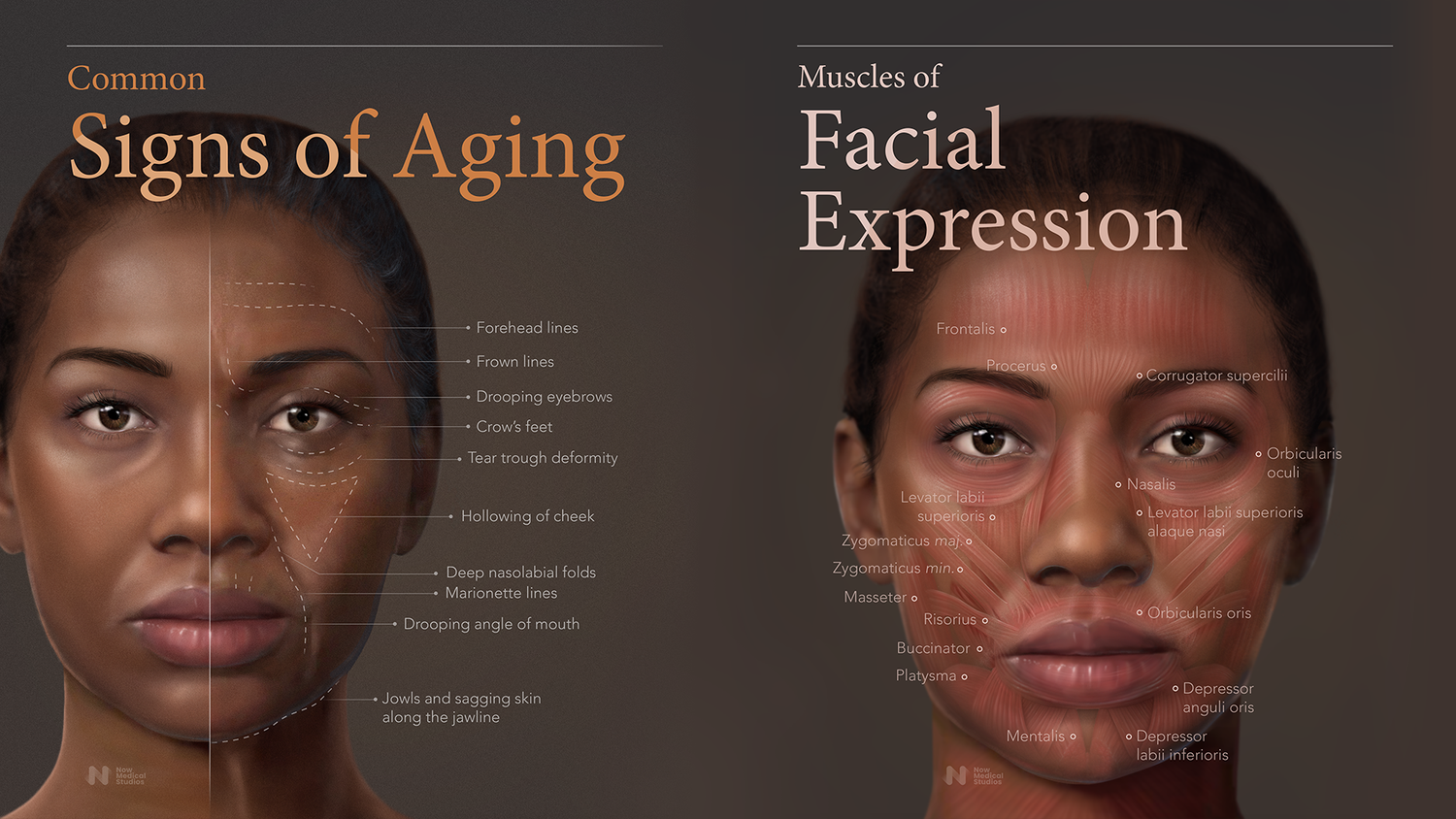 Medical illustration | Scientifically Accurate Medical Illustrations ...