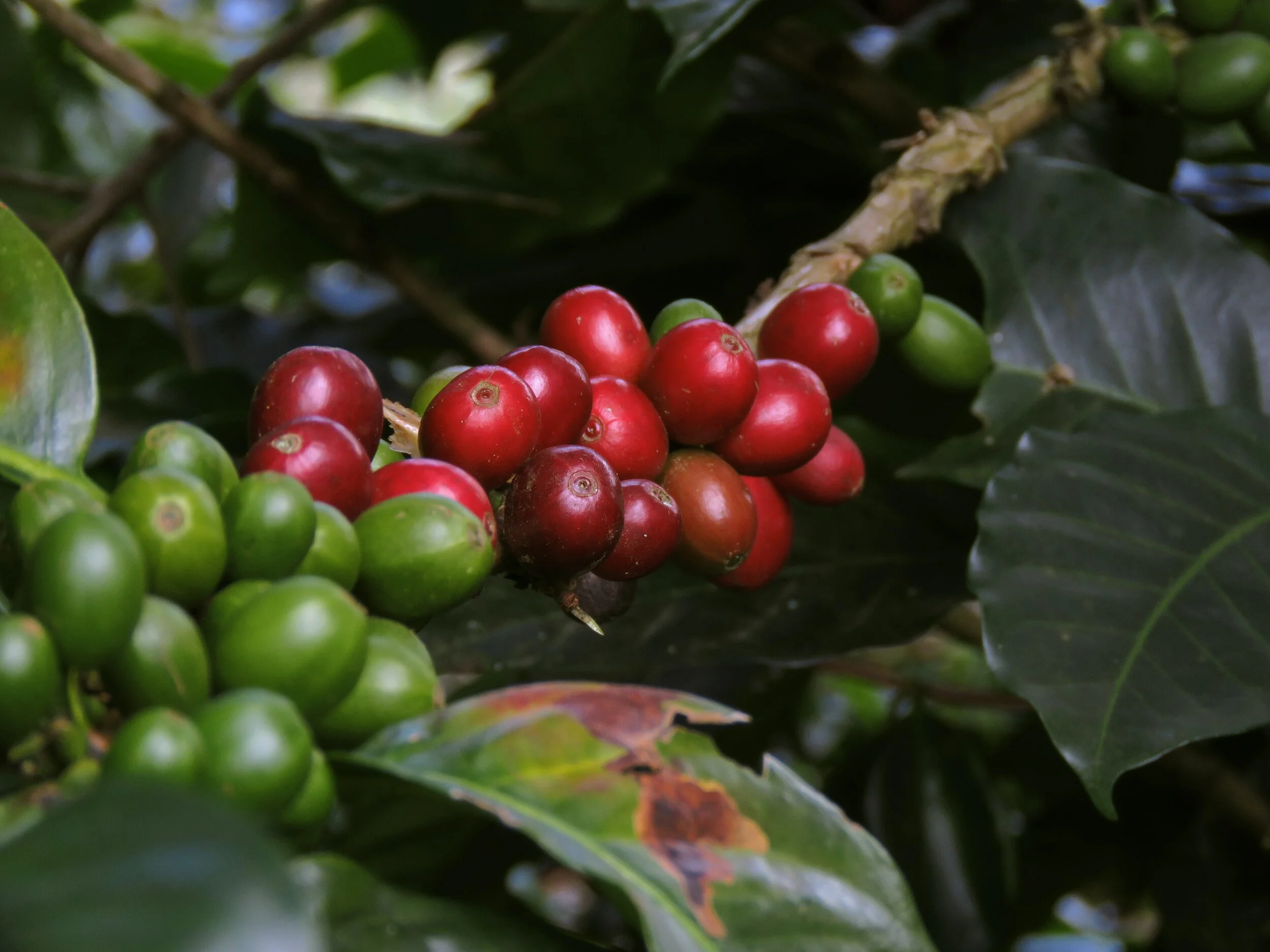 Coffee Sustainability Program — SCA Education