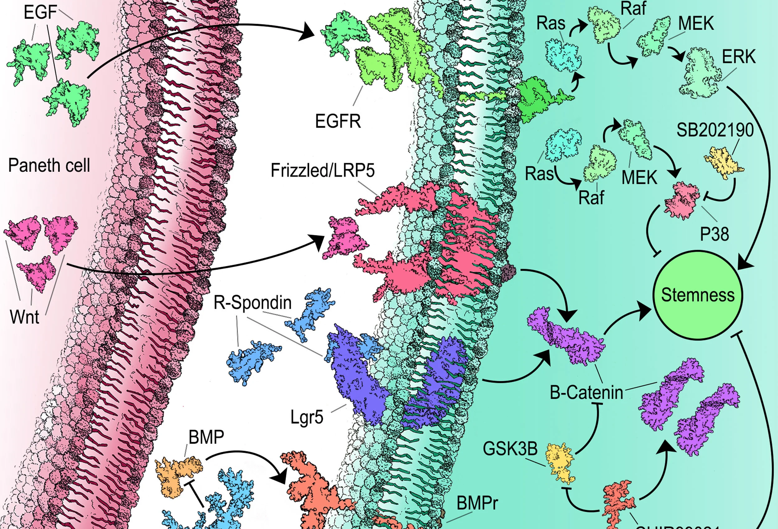 Biomedical Visualisation — The Illustrated Lab