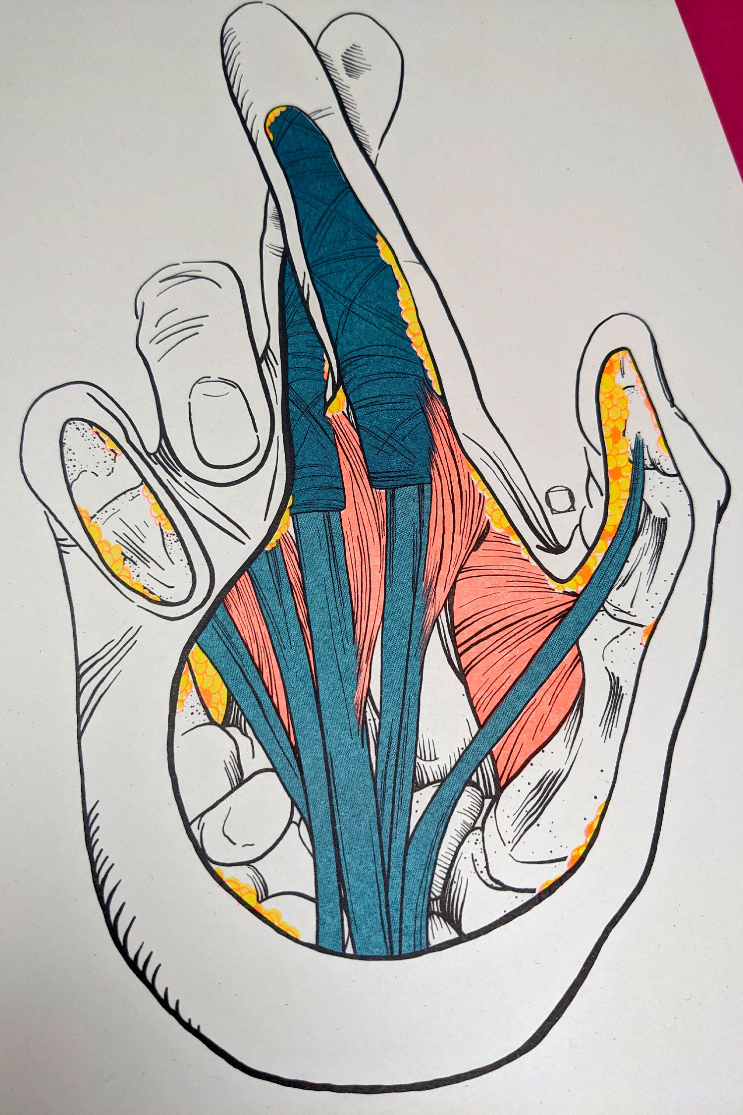 Fingers Crossed Anatomy Risoprint — The Illustrated Lab
