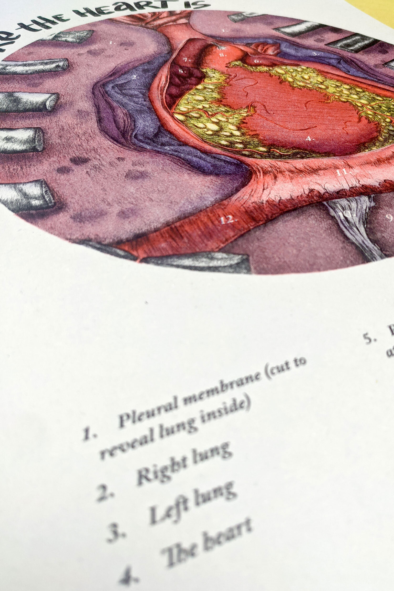 Where the Heart is — The Illustrated Lab