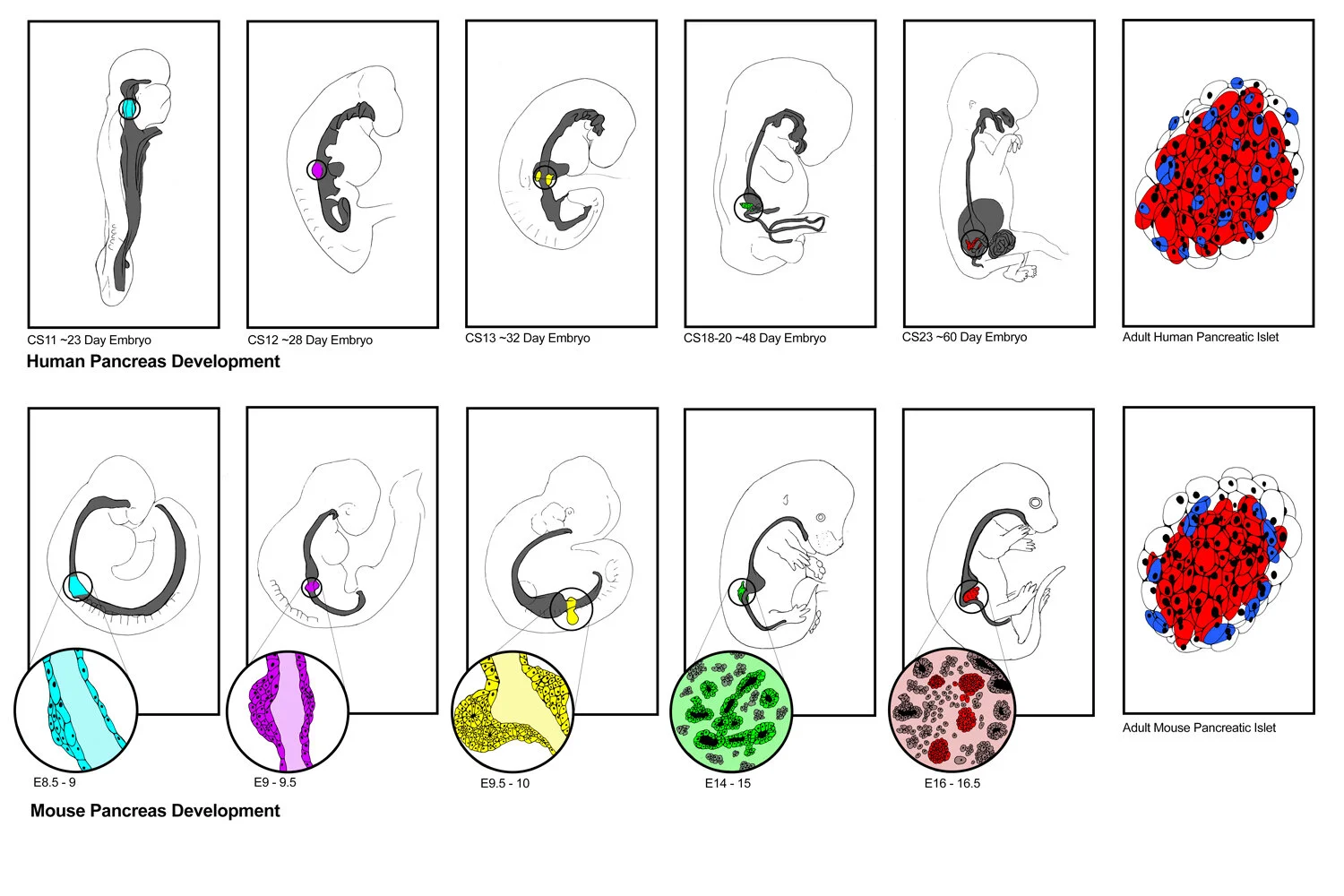 Animal Models for Human Birth Defects — The Illustrated Lab