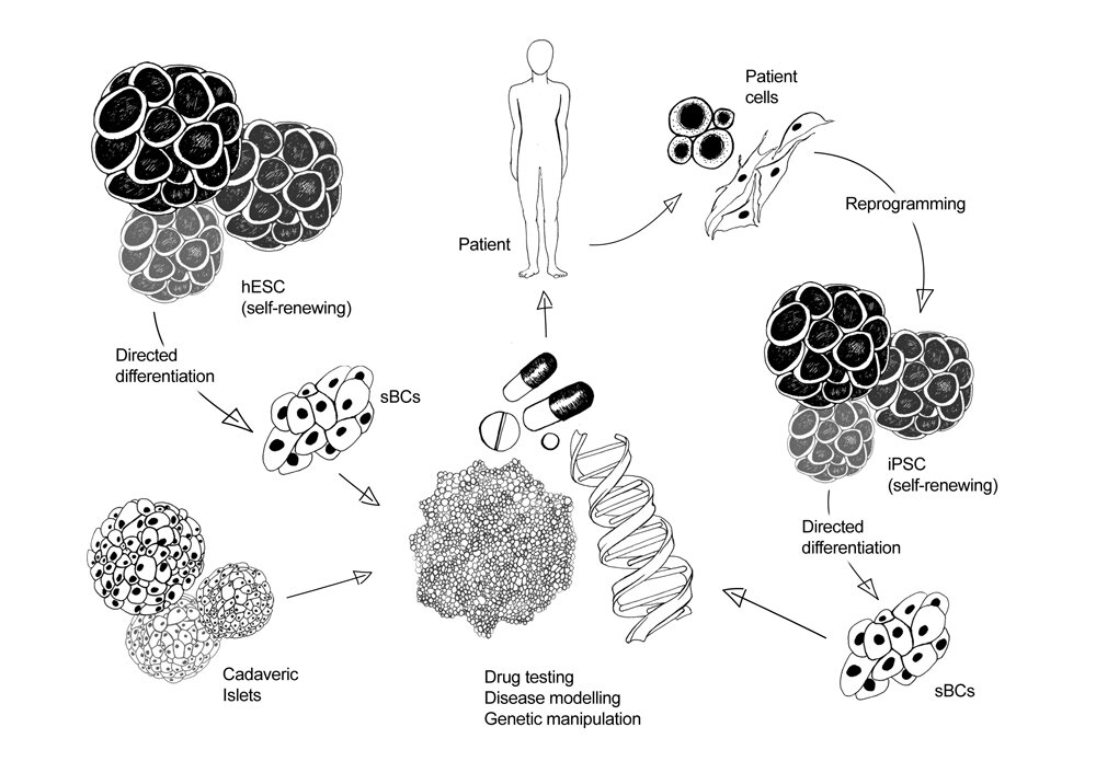 Animal Models for Human Birth Defects — The Illustrated Lab