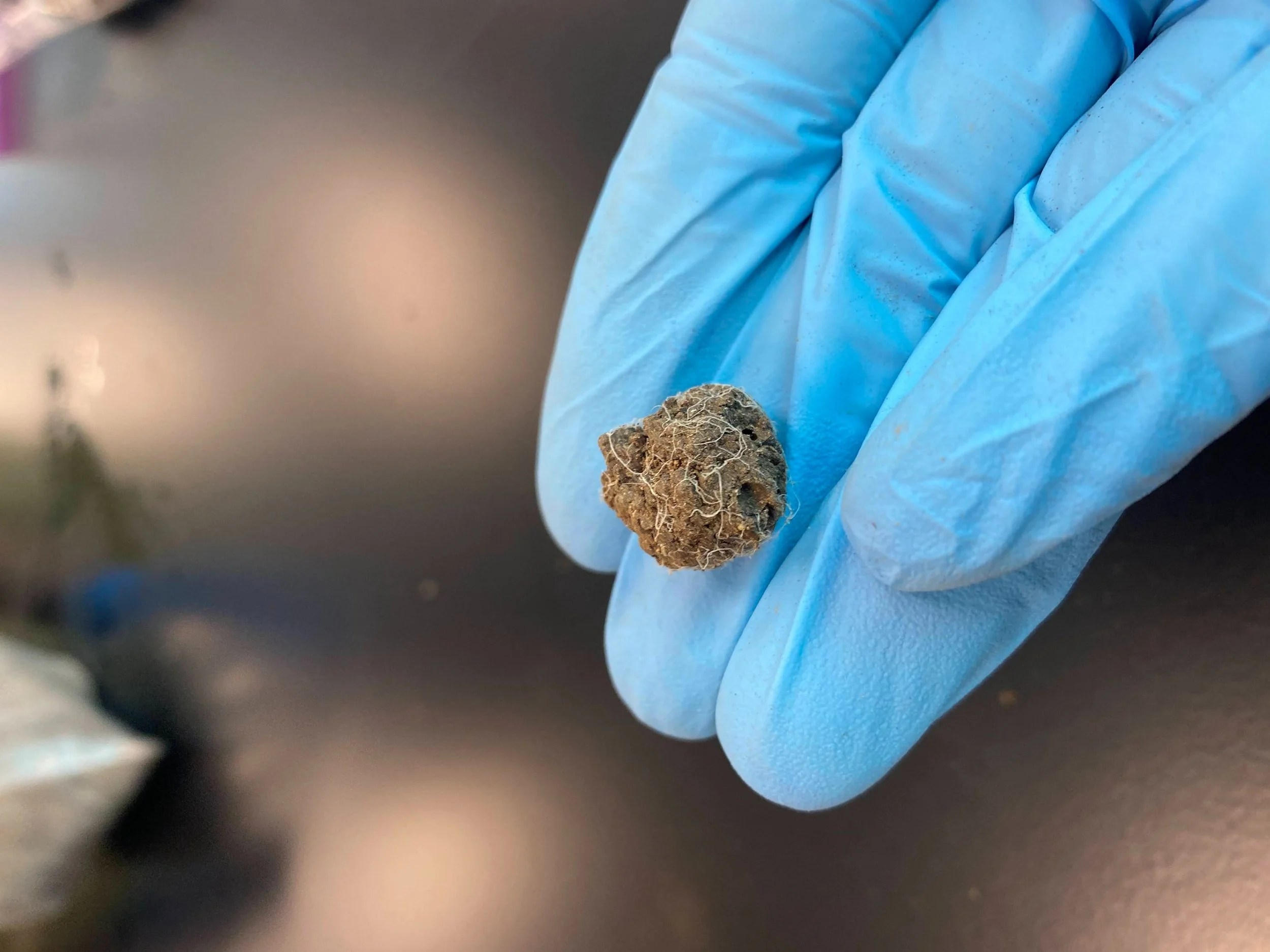 The Lab — Critical Ecology Lab