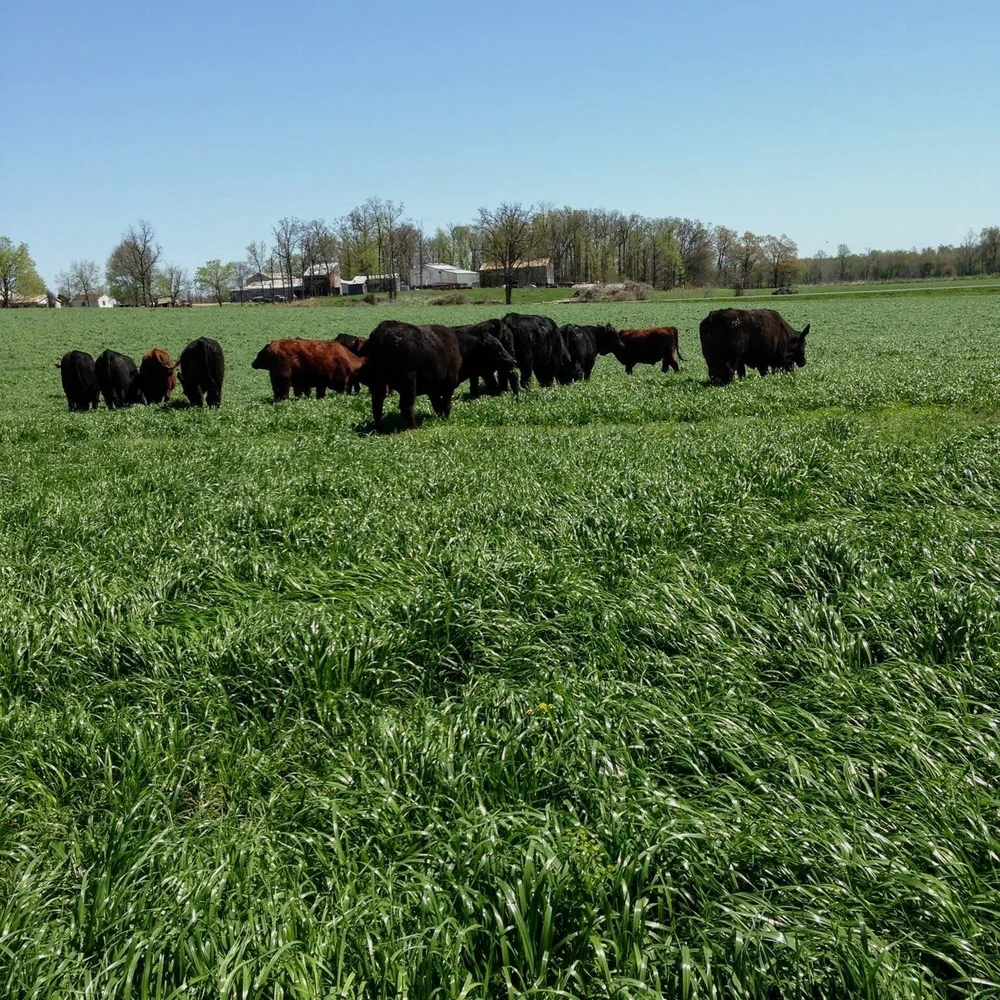 Farm Pick-Up & Delivery — Palmer Farms Beef