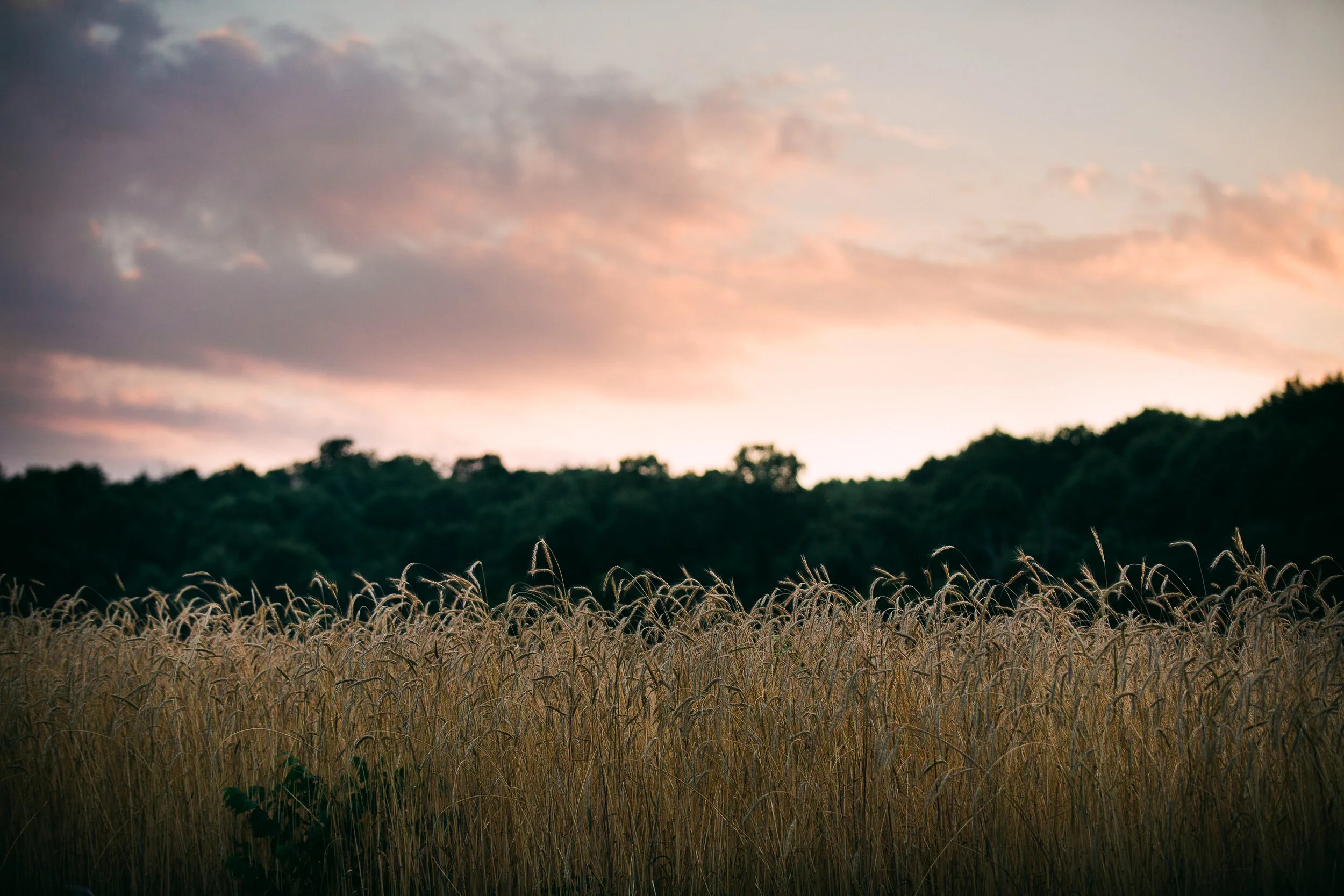 General 2 — Dancing Star Farm