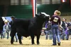 Sires — Hilbrands Cattle Co