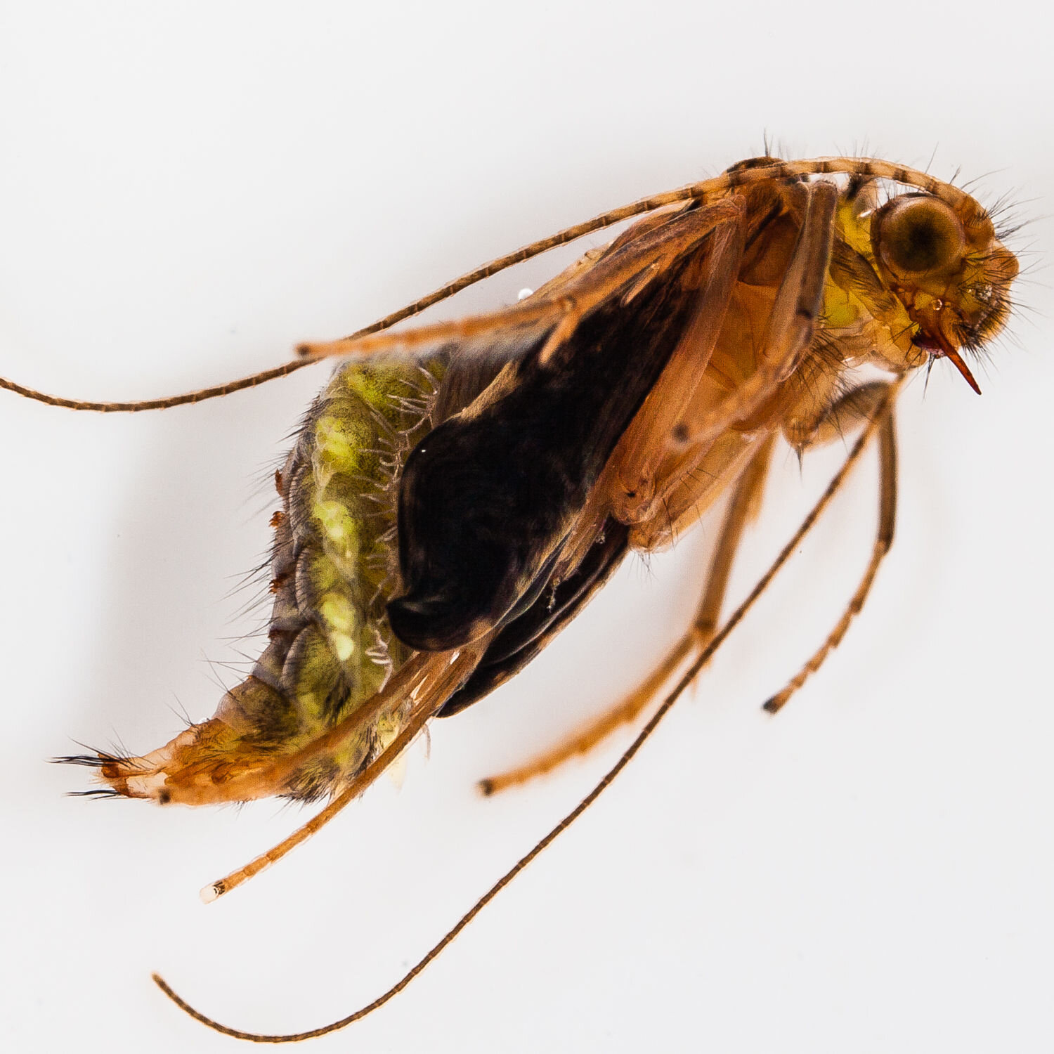 Caddisfly Lifecycle & Flies — Keiryu Rod Co.