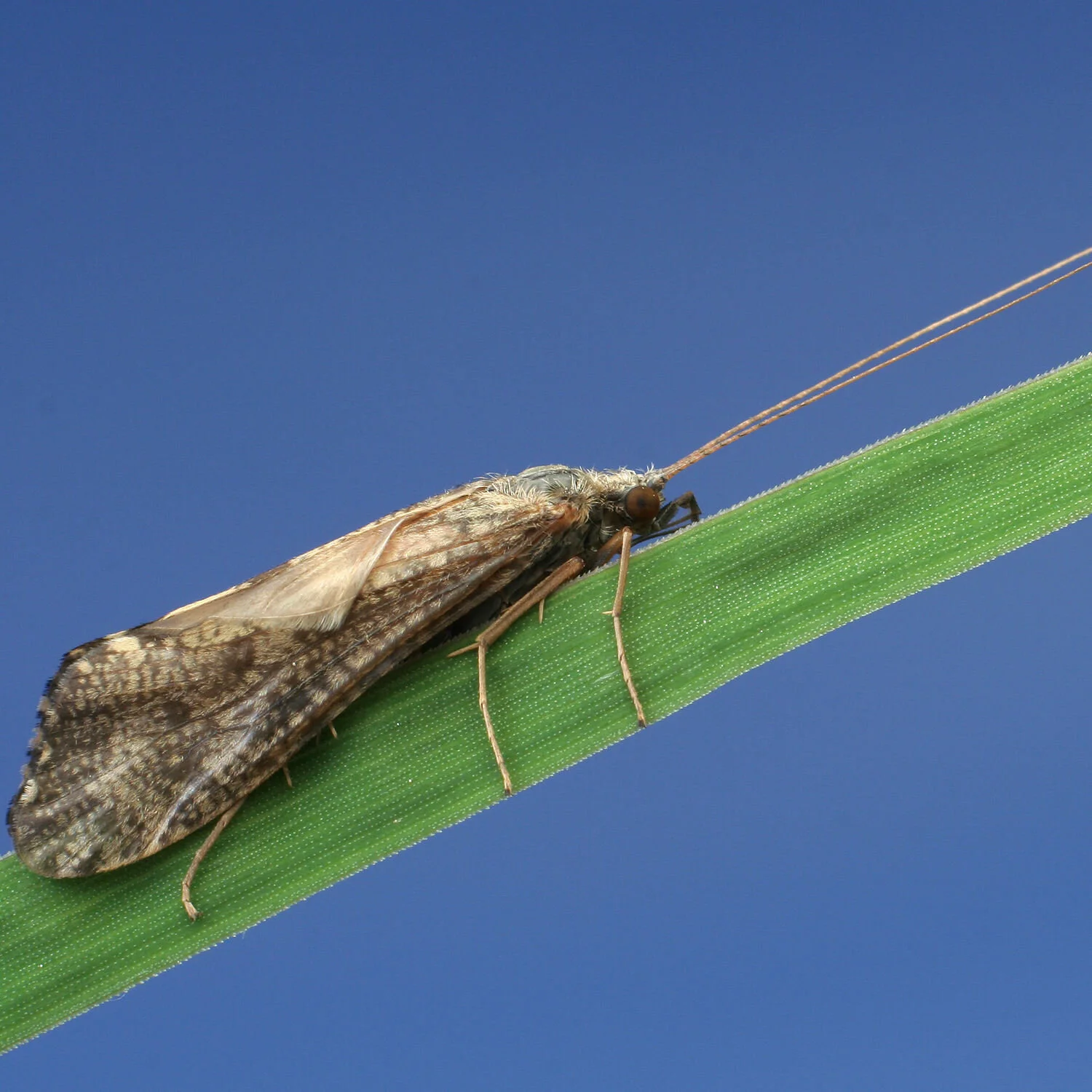Caddisfly Lifecycle & Flies — Keiryu Rod Co.