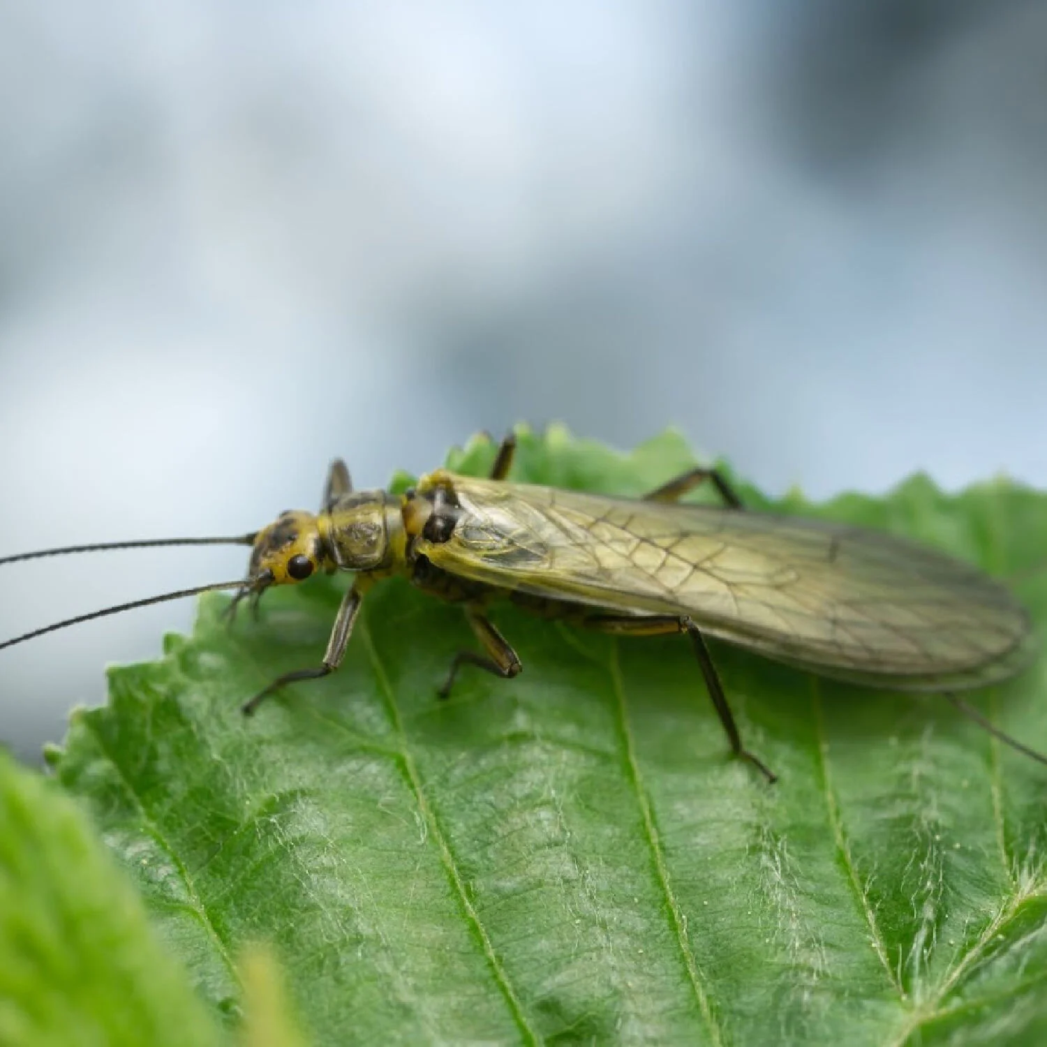 Stonefly Lifecycle & Flies — Keiryu Rod Co.