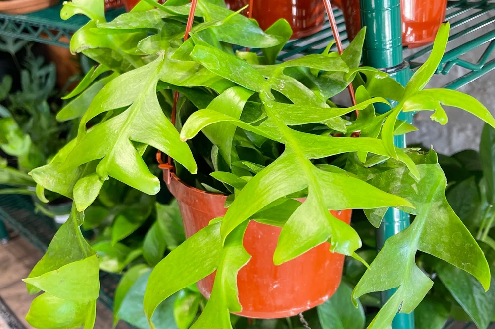 Shark Tooth Fern Care — Fiddle and Clay