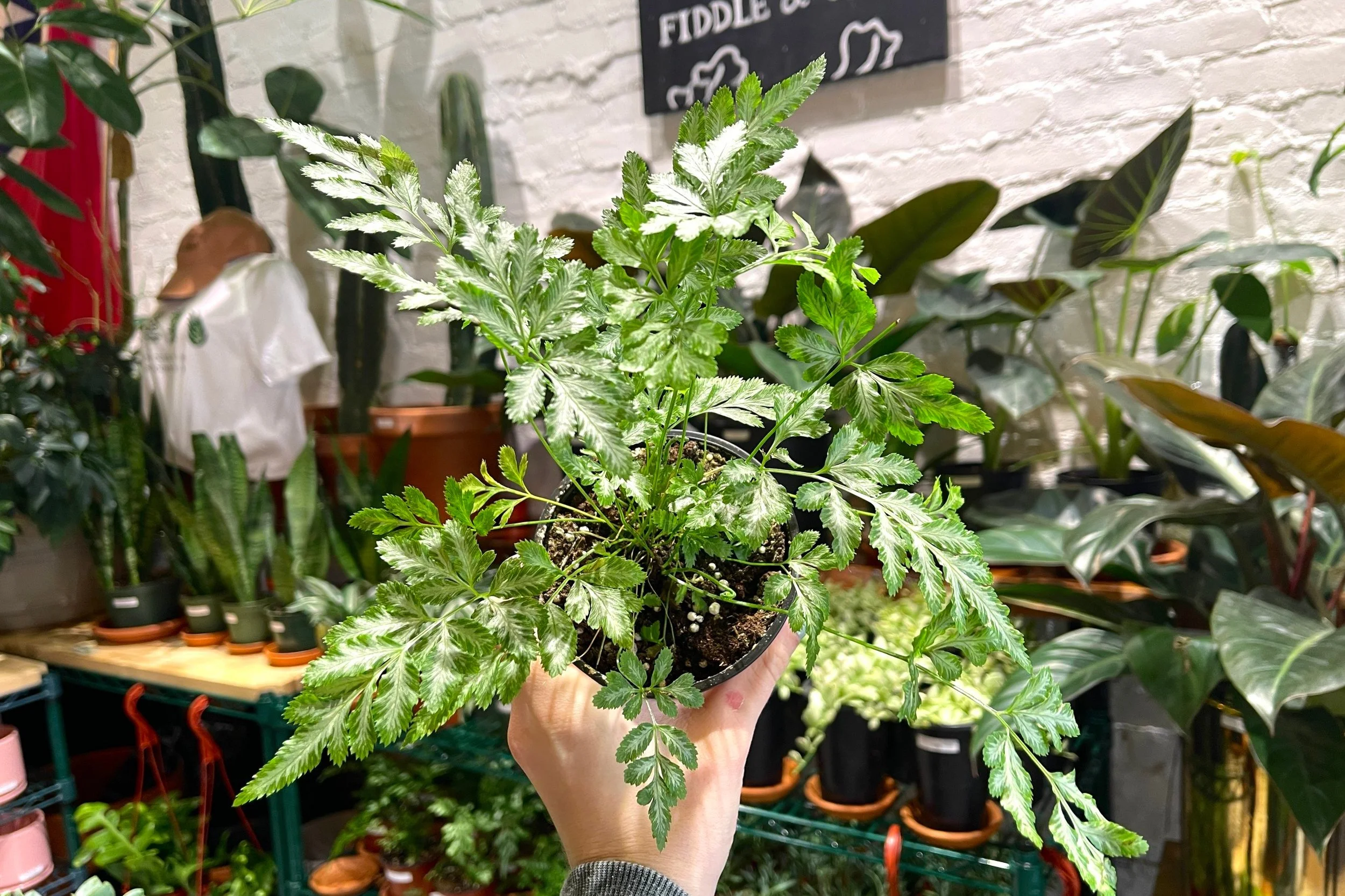 Silver Lace Fern Care — Fiddle and Clay