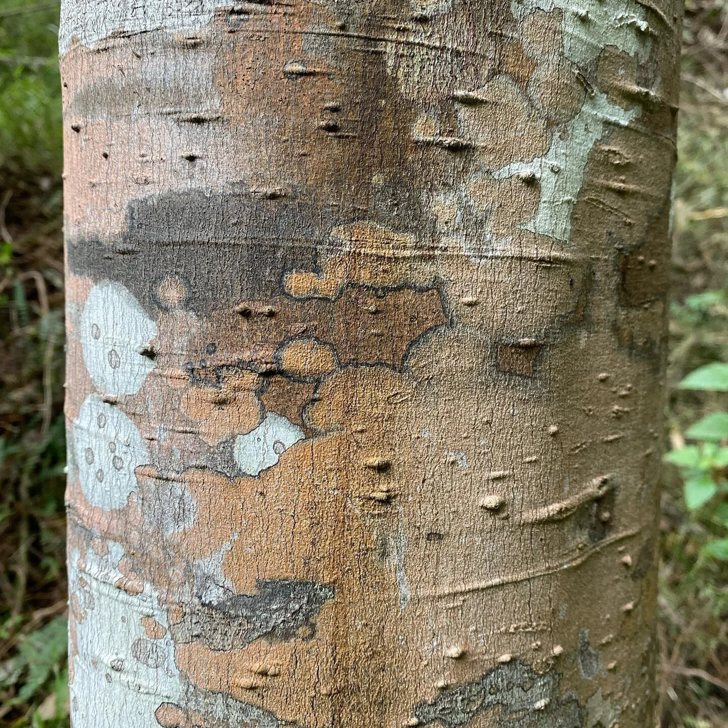 About — bushtekniq pty. ltd.