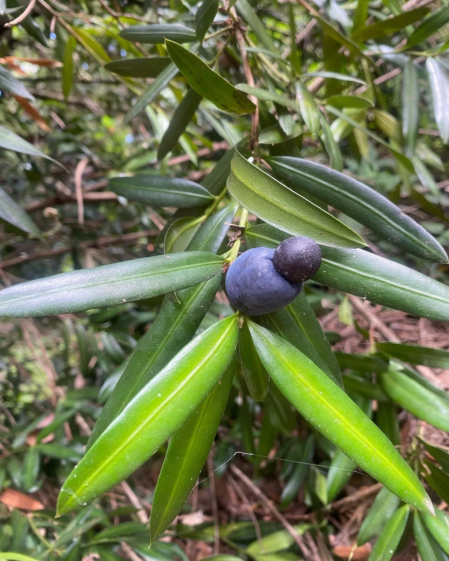 bushtekniq pty. ltd. | holistic bush regeneration services and earth ...