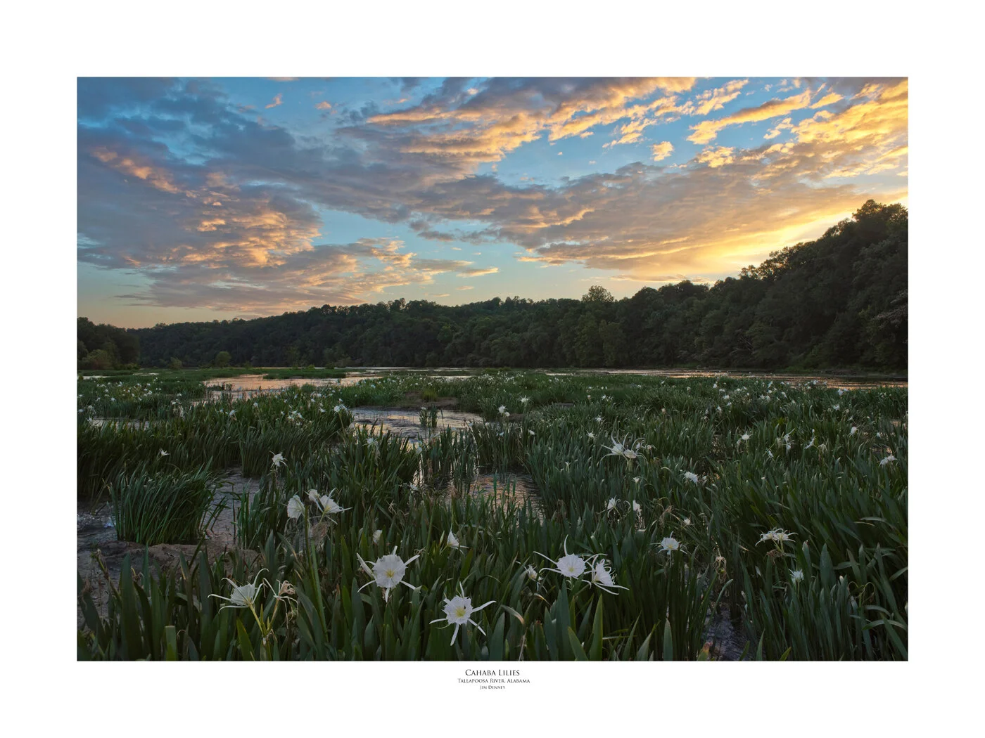 CahabaLiliesRiver — Jim Denney Art