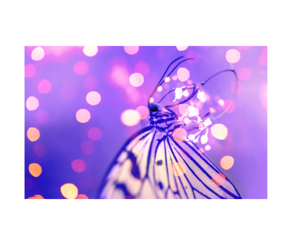 Services — Stacy Schaffer Mediumship