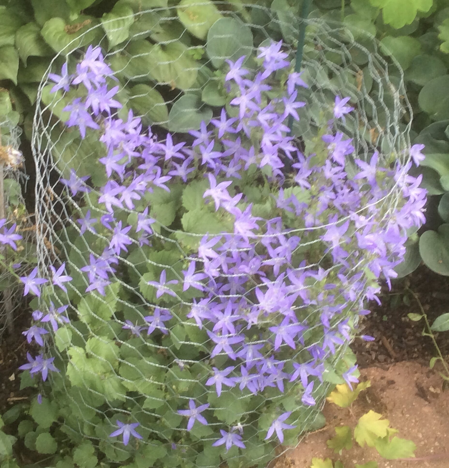 Predator-resistant plants to avoid a “caged plant zoo” — NNLA