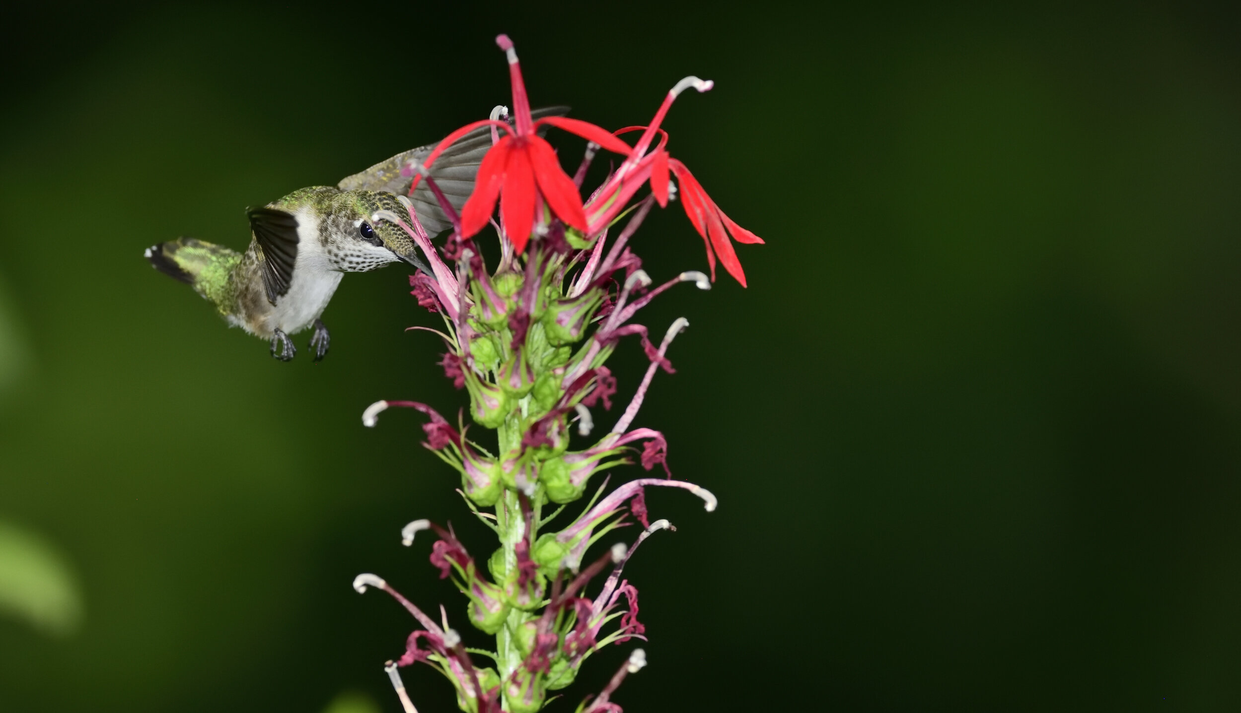 Ruby-throated Hummingbirds in Backyard — Jim Clark Photography