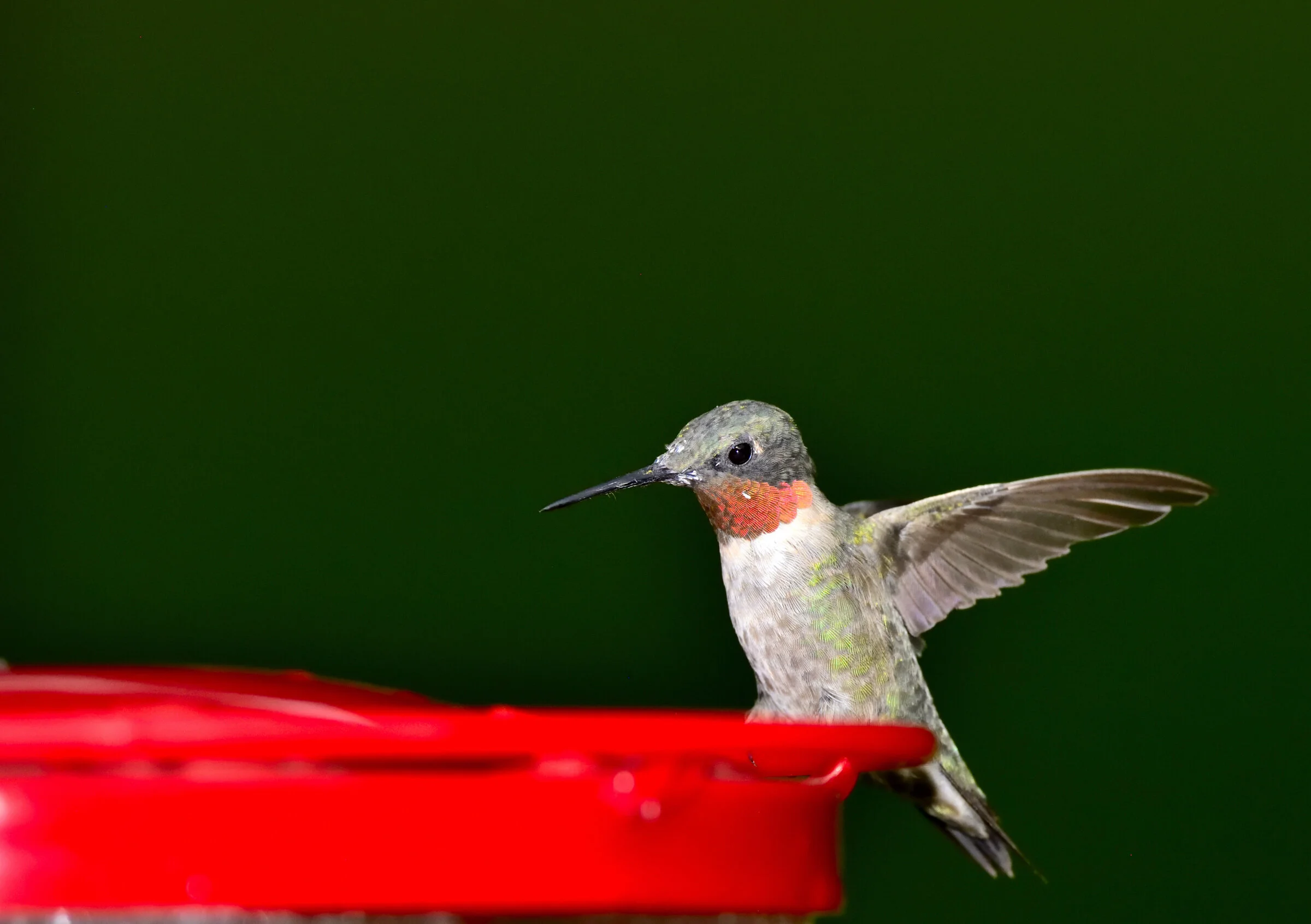 Ruby-throated Hummingbirds in Backyard — Jim Clark Photography
