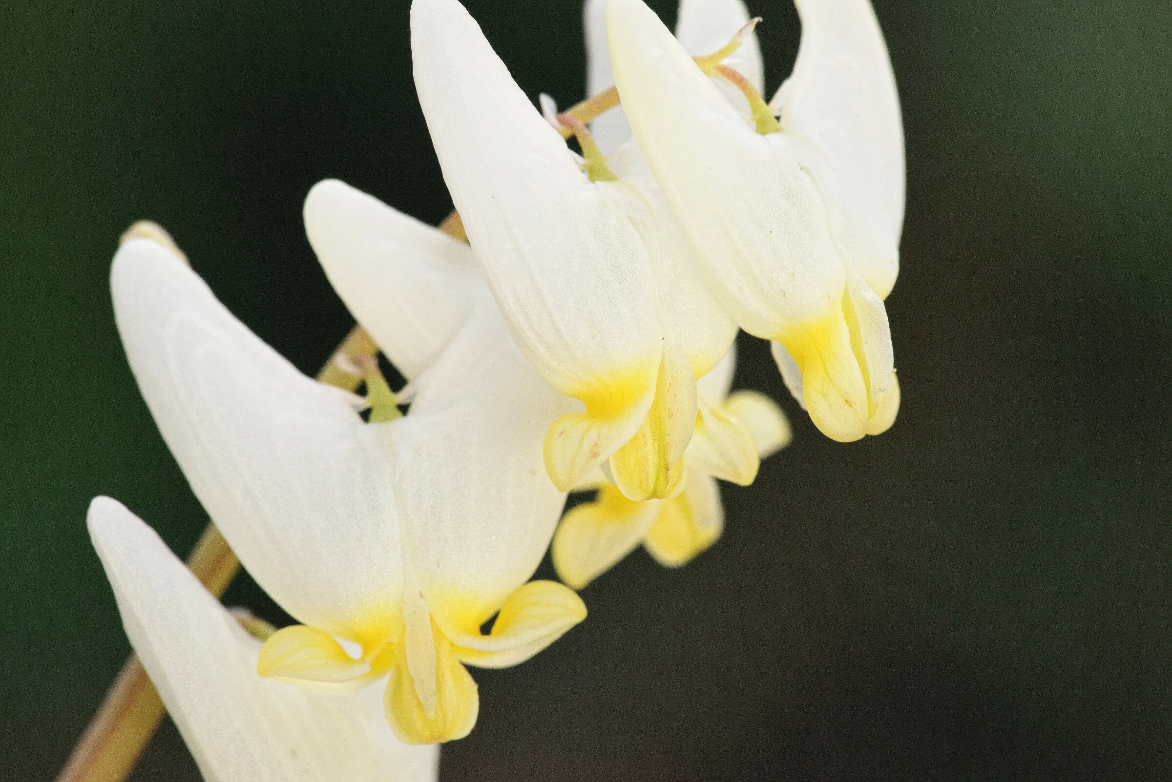 Banshee Reeks Nature Preserve — Jim Clark Photography