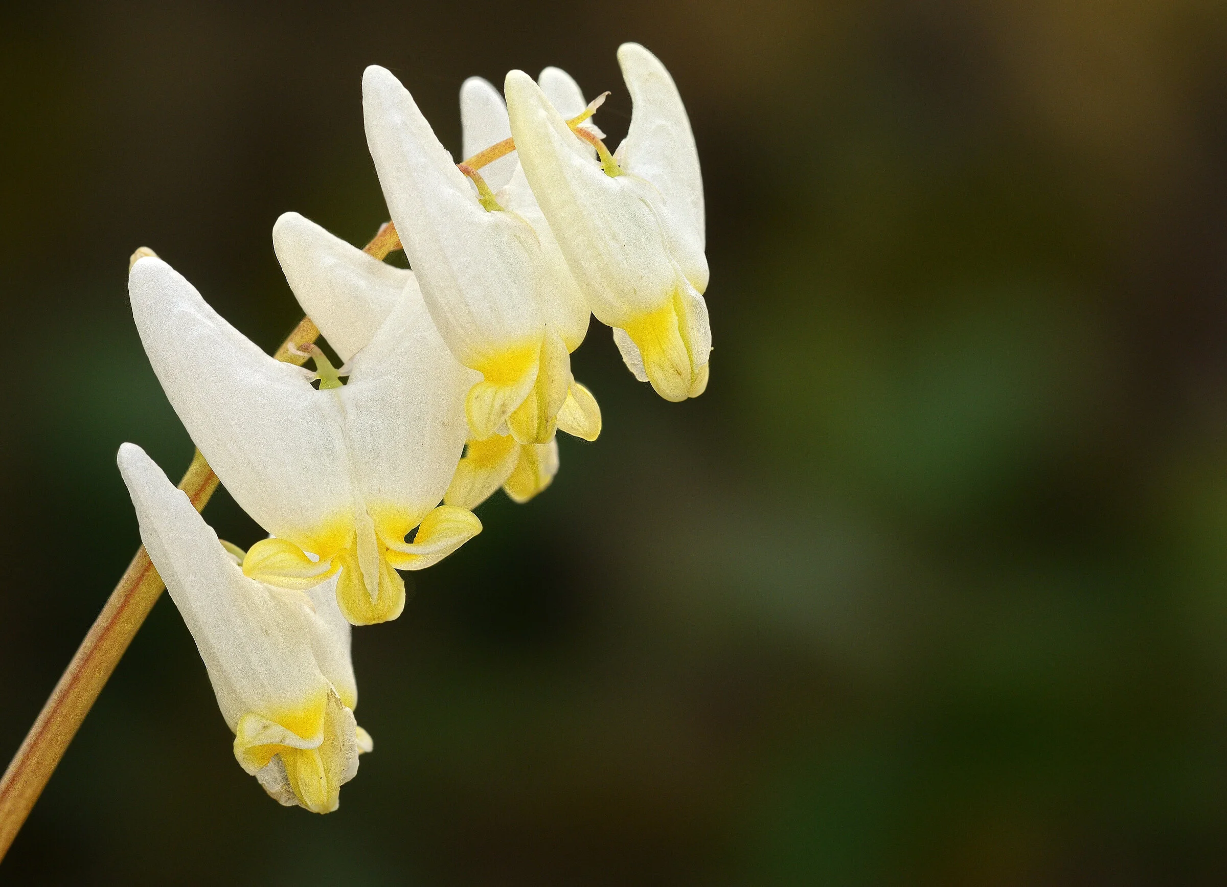 Banshee Reeks Nature Preserve — Jim Clark Photography