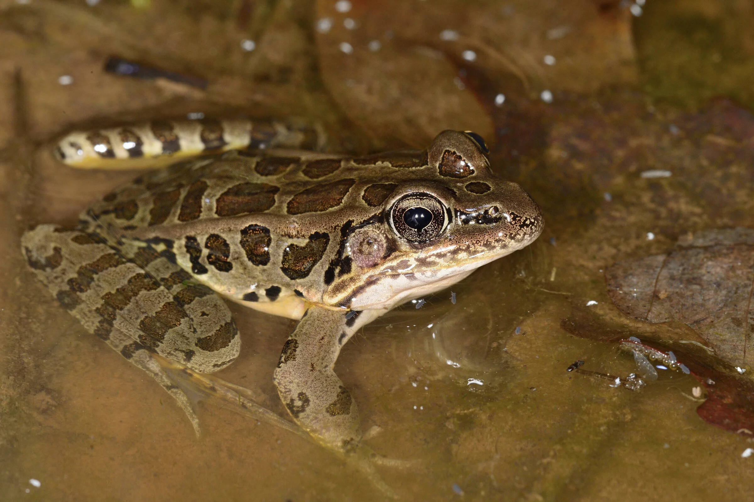 Banshee Reeks Nature Preserve — Jim Clark Photography