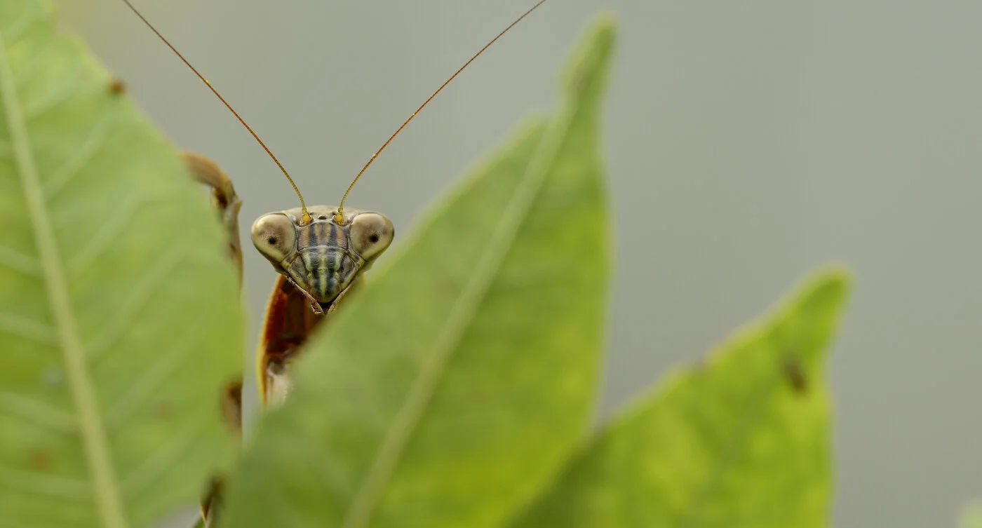 Banshee Reeks Nature Preserve — Jim Clark Photography
