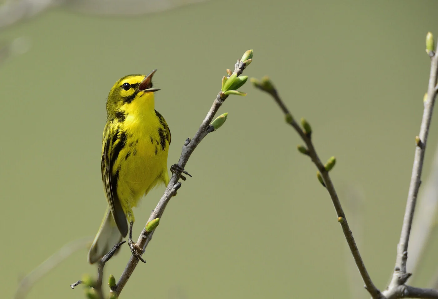 Banshee Reeks Nature Preserve — Jim Clark Photography