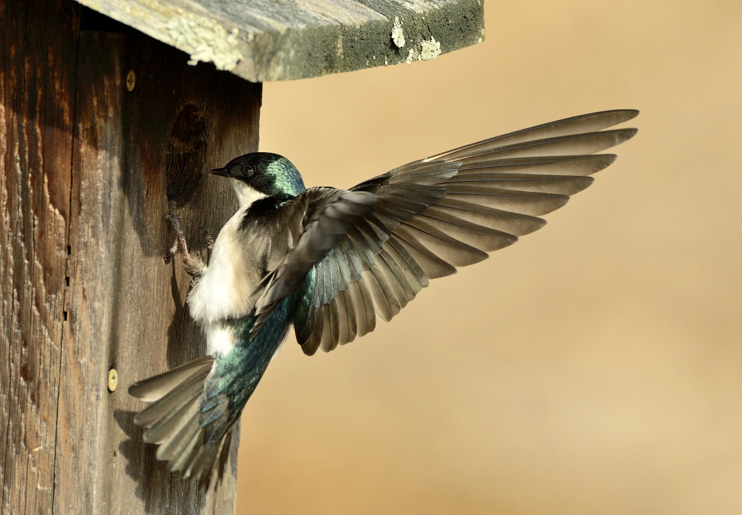 Banshee Reeks Nature Preserve — Jim Clark Photography
