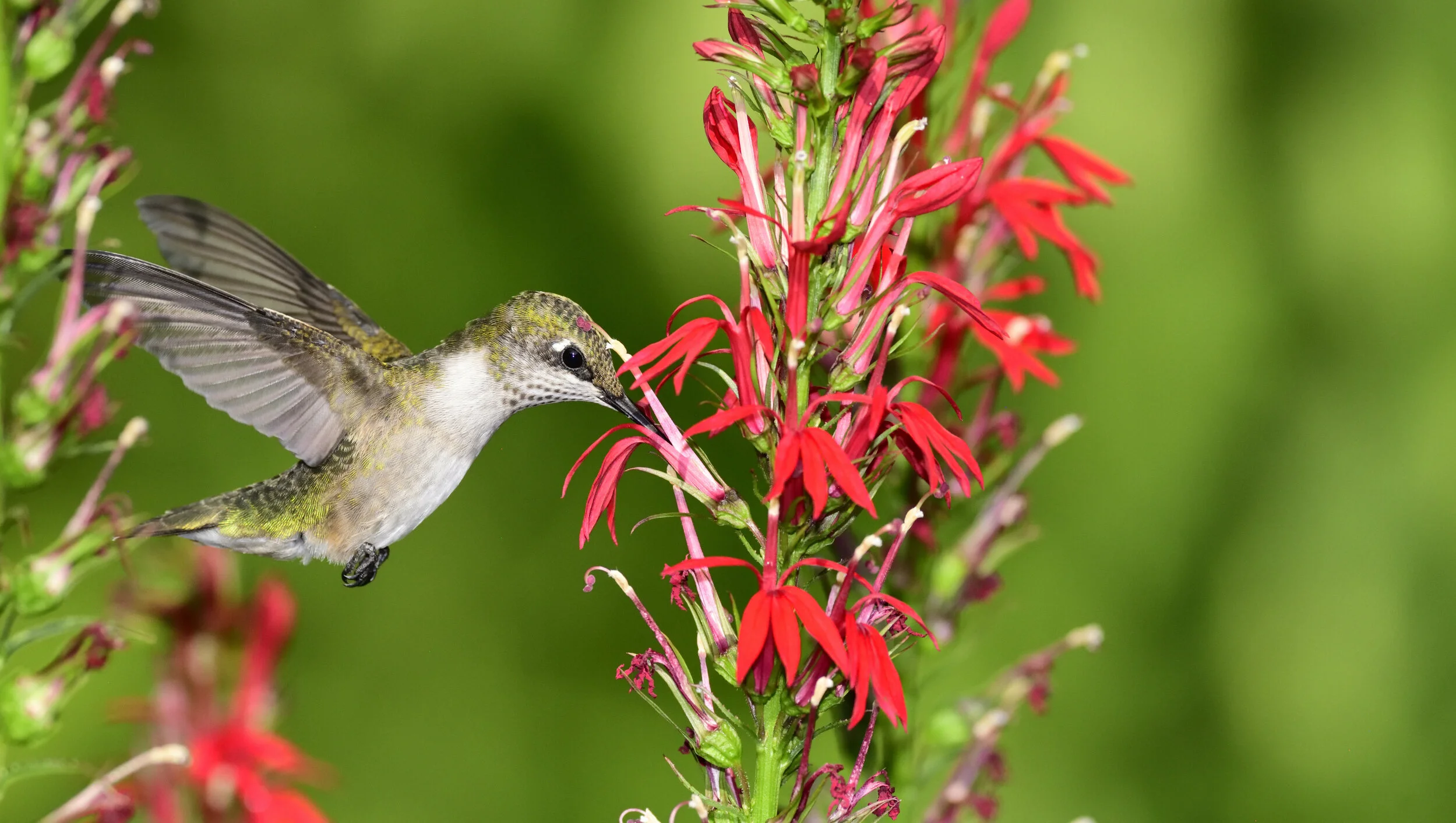 Gallery — Jim Clark Photography