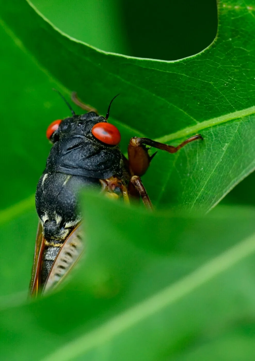 The Periodical Cicada - Part I: Beauty is Indeed in the Eyes of the ...