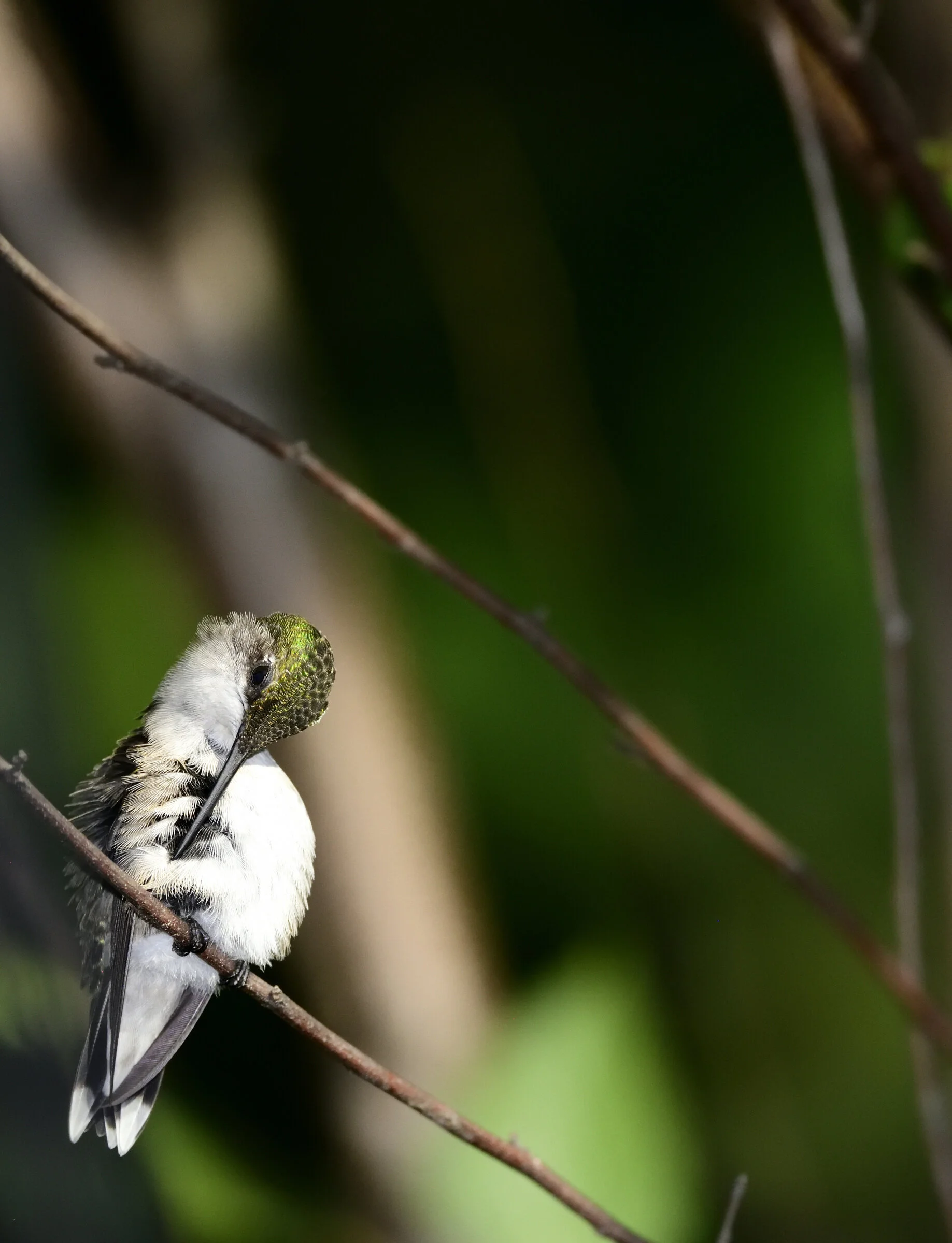 Ruby-throated Hummingbirds in Backyard — Jim Clark Photography