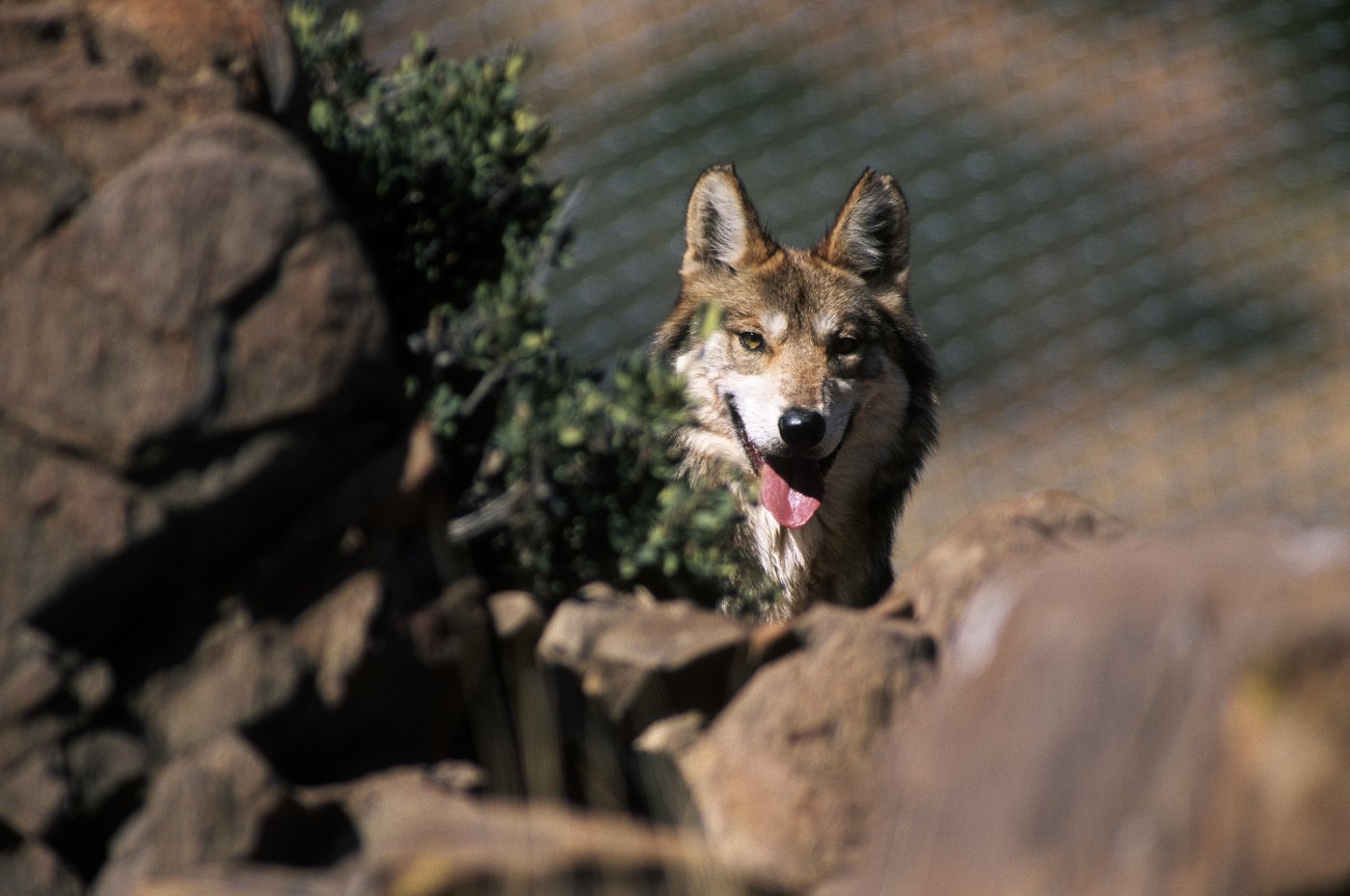 Close Encounter with “El Lobo” … The Mexican Gray Wolf — Jim Clark ...