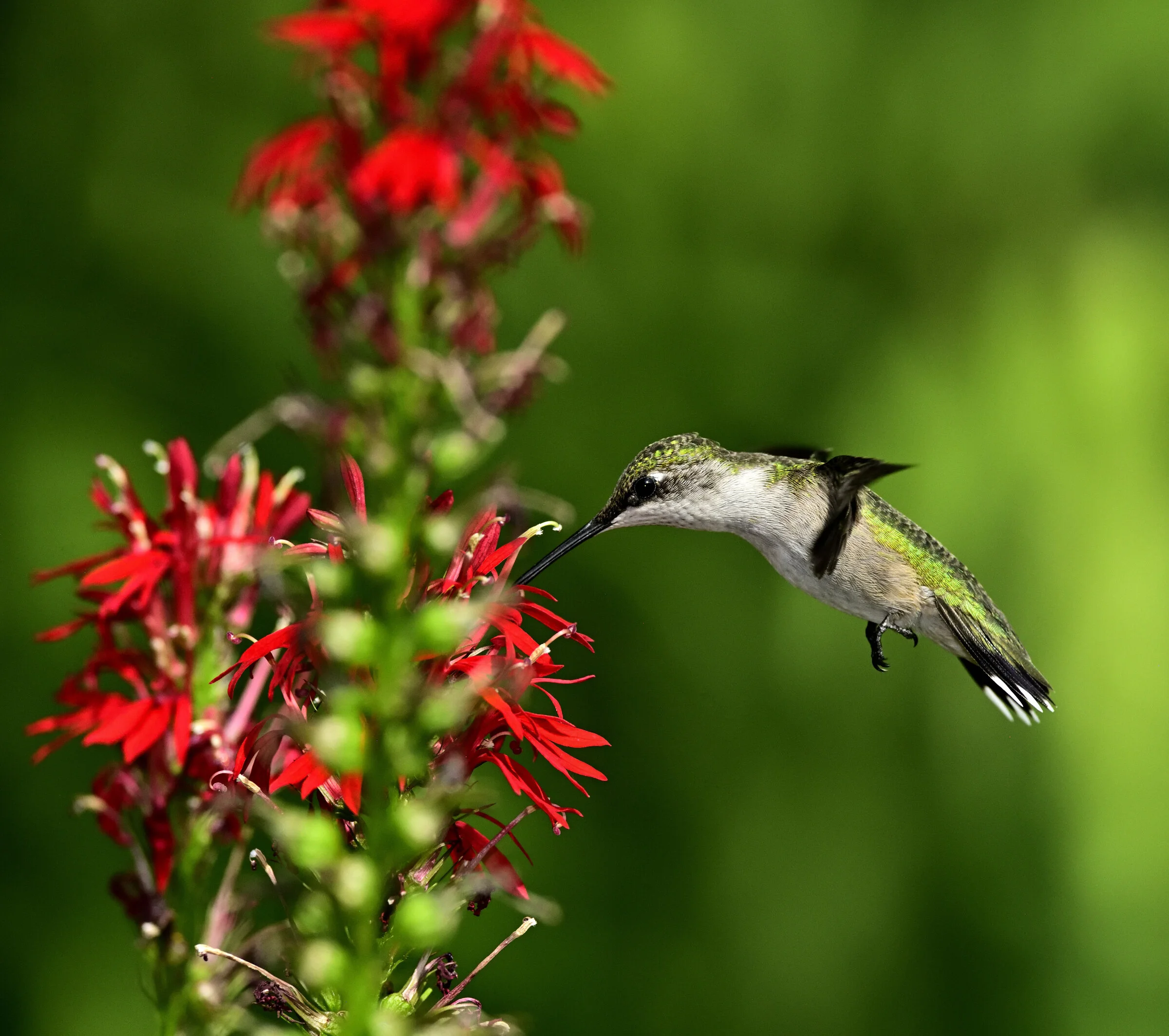 Ruby-throated Hummingbirds in Backyard — Jim Clark Photography