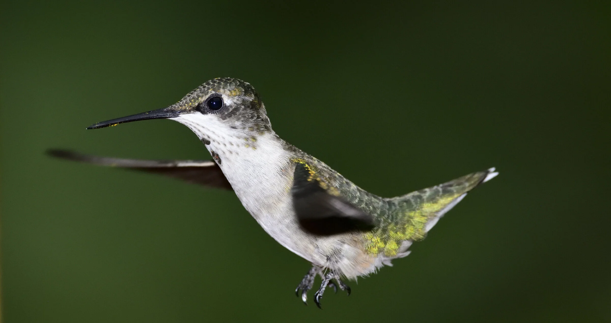 Ruby-throated Hummingbirds in Backyard — Jim Clark Photography